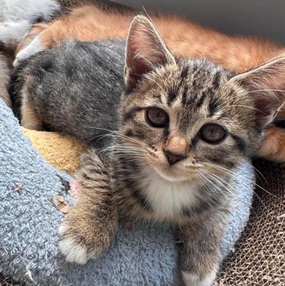 家里有神位可以养猫吗截图