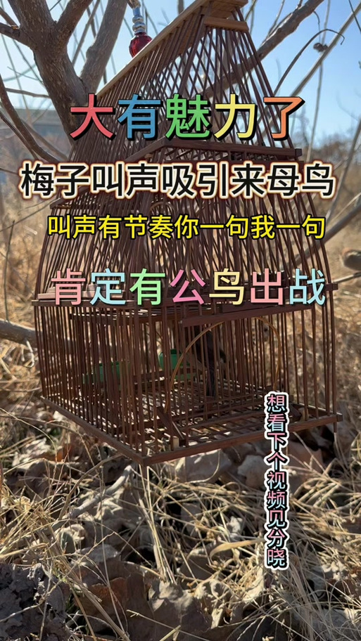 黄鸟勾鸟叫声图标