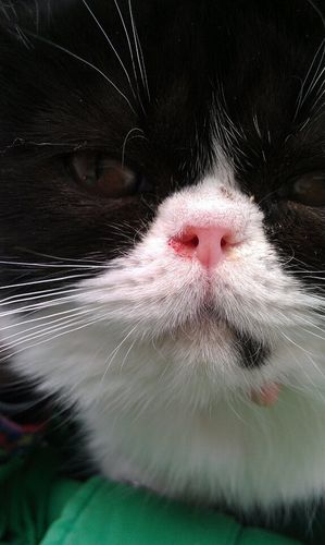 猫流鼻血口水图标