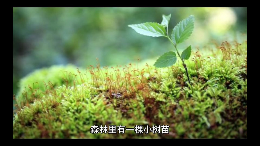 从树苗进化成世界树