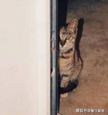 流浪猫在家门口预示截图