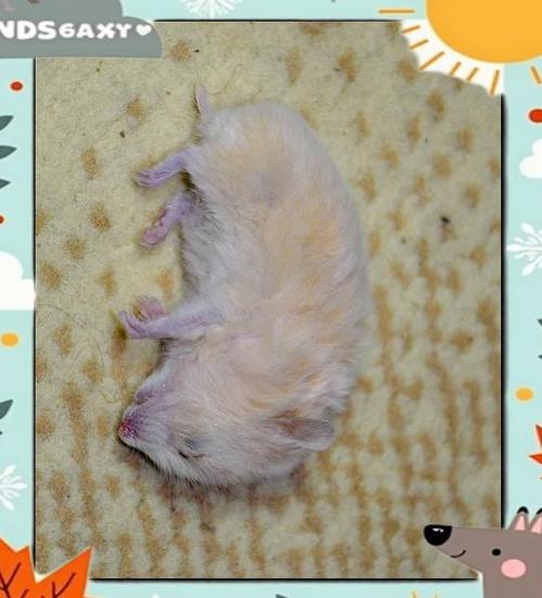 仓鼠临死前的表现图标