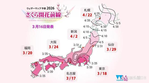 日本看樱花最好的时间截图
