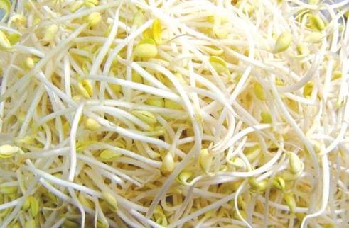 豆芽菜是什么豆子的芽图标