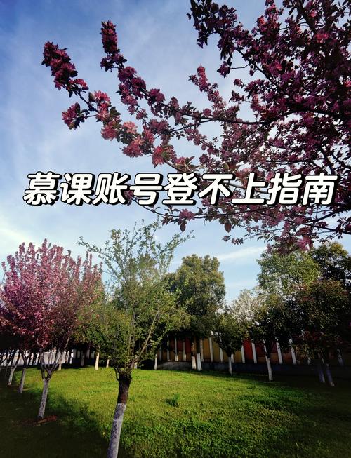 慕课怎么看账号密码图标