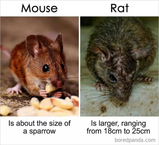 rat和mouse的用法口诀图标