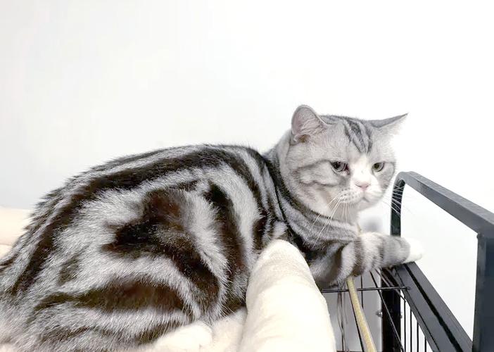 新手养猫的11个禁忌图标