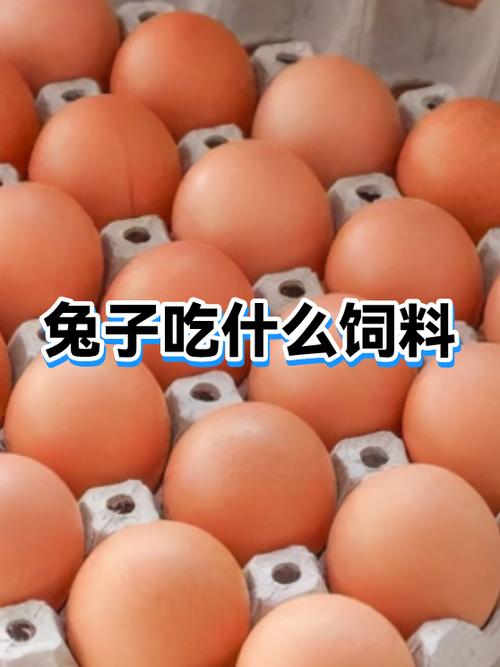 兔子吃什么饲料图标