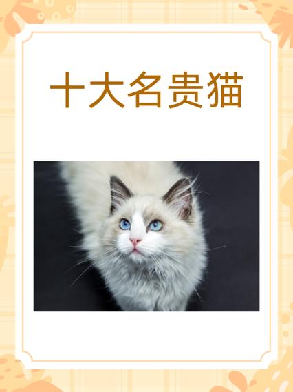 最名贵猫前十名图标