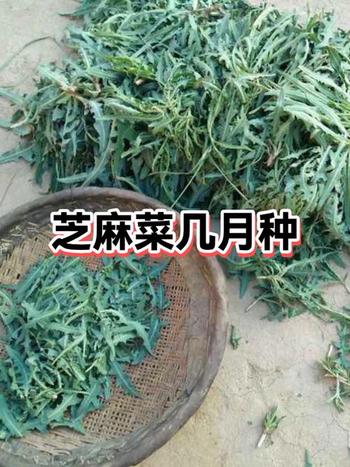 芝麻菜APP最新版图标