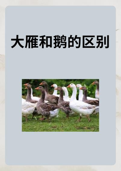 鹅象征什么生肖截图