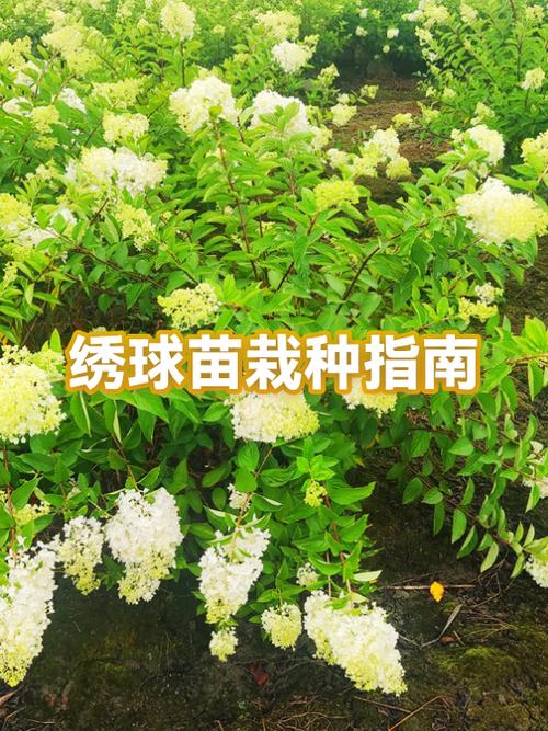 绣球花适合什么季节种图标