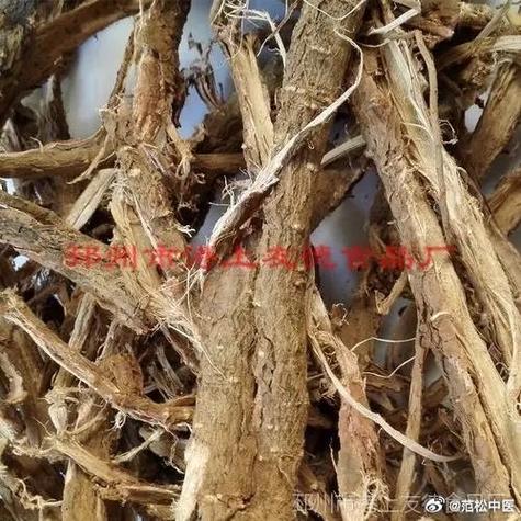 白果性味归经图标