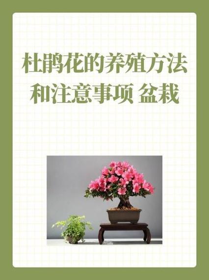 搬家送杜鹃花可以吗截图
