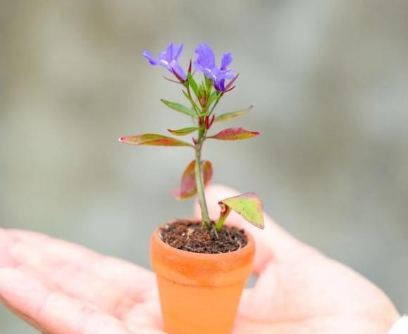 顺手花截图