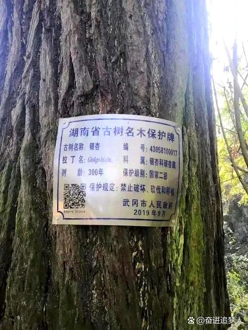王朝木图标