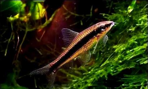 梦幻水族图标