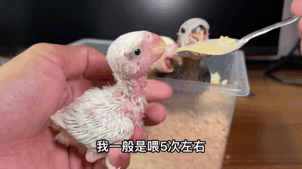 小鸟一天喂几次食截图