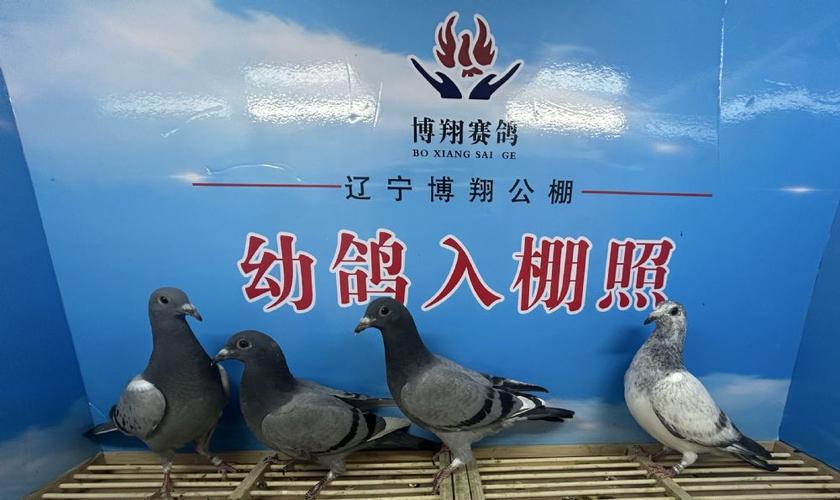 各地公棚棚各地公图标