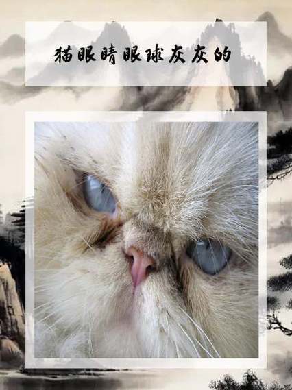 猫咪眼拆卸视频图标
