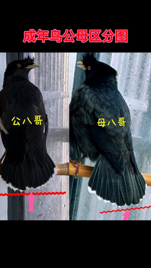 八哥鸟说话你好