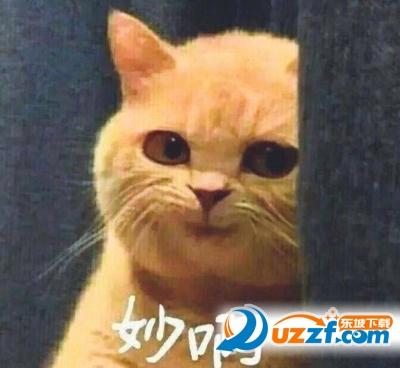 橘猫妙啊图标