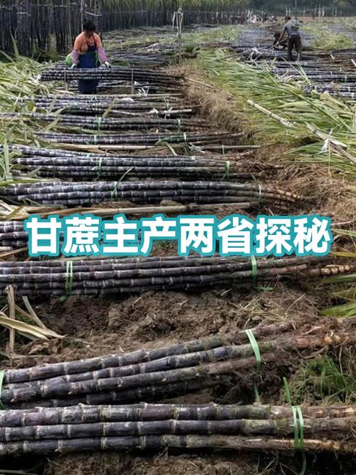 附近哪里有甘蔗批发市场图标