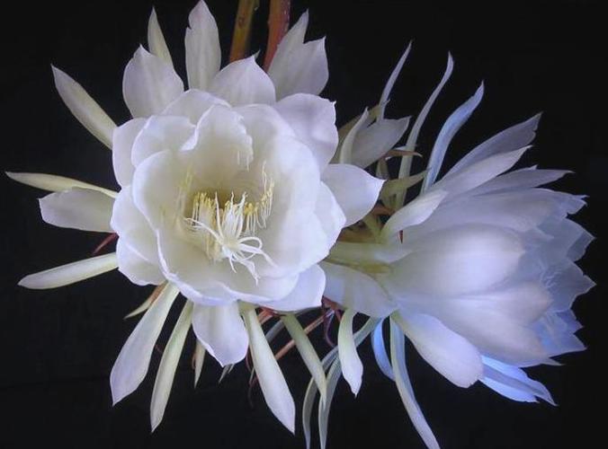 短剧《月夜昙花》免费观看图标