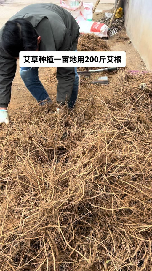 艾种植一亩投资多少钱图标