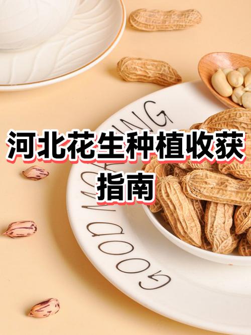怎样种花生最简单方法图标