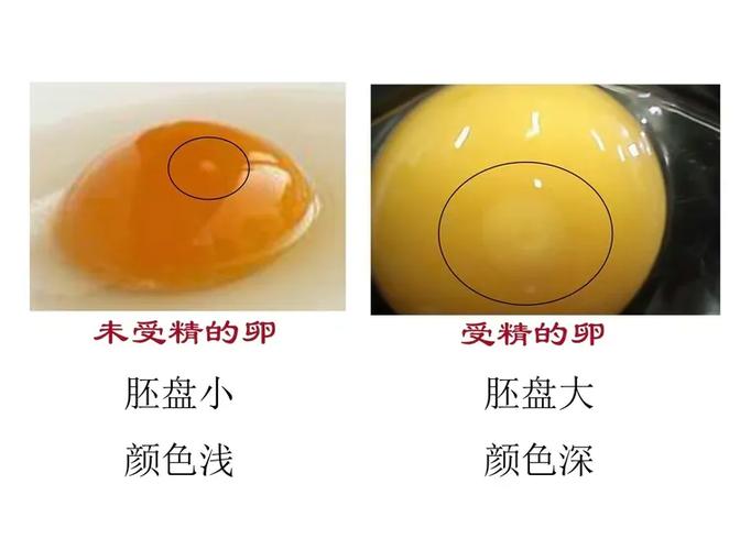鸟类繁殖的三个阶段截图