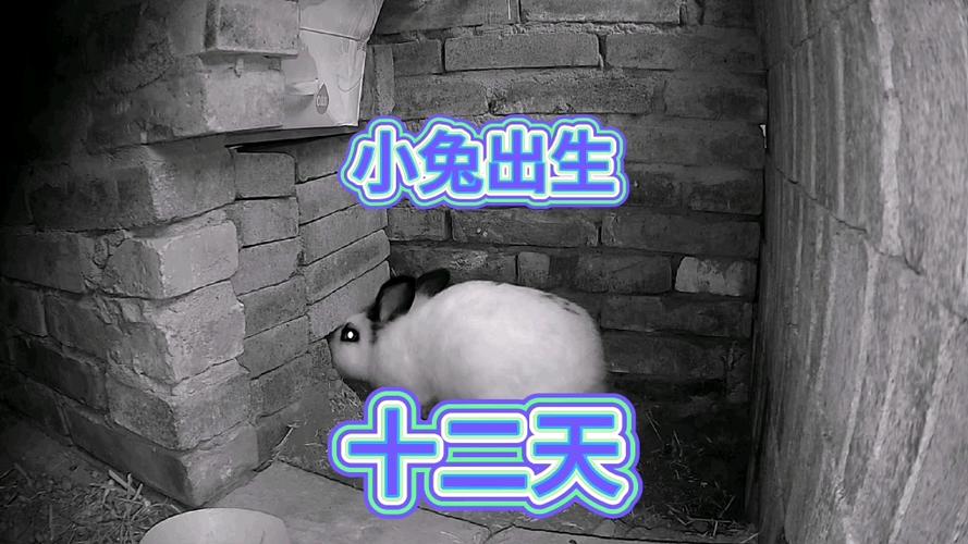 小兔出生几天不怕冷了