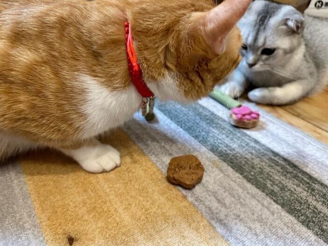 猫爪改名成什么了图标