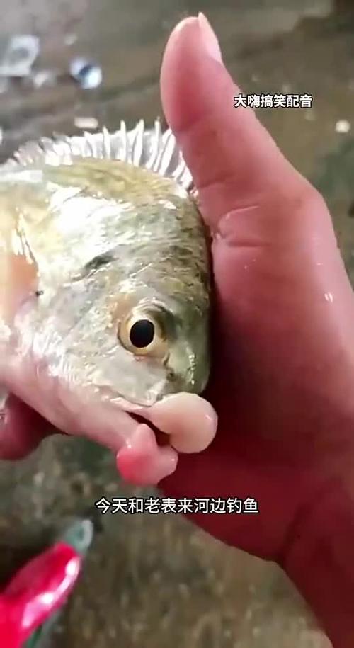 什么鱼最好笑图标