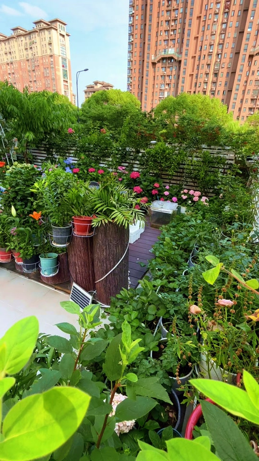 花园怎么种花截图