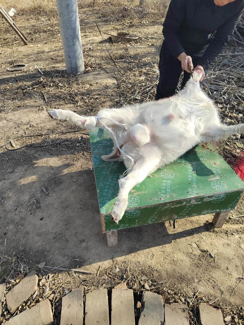 磨刀霍霍向刀羊图标