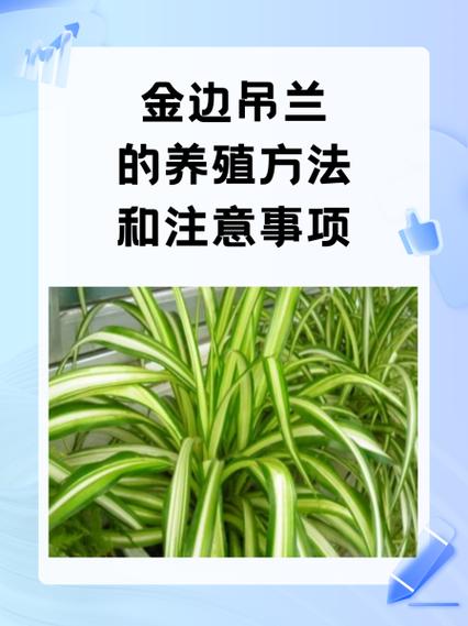 吊兰的种植方法和技巧截图