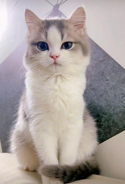 各种猫咪图片游戏截图