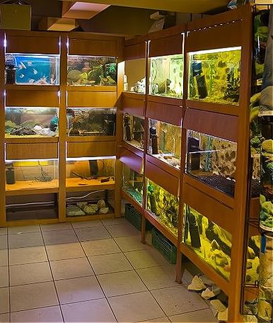 开个水族店一年赚多少截图