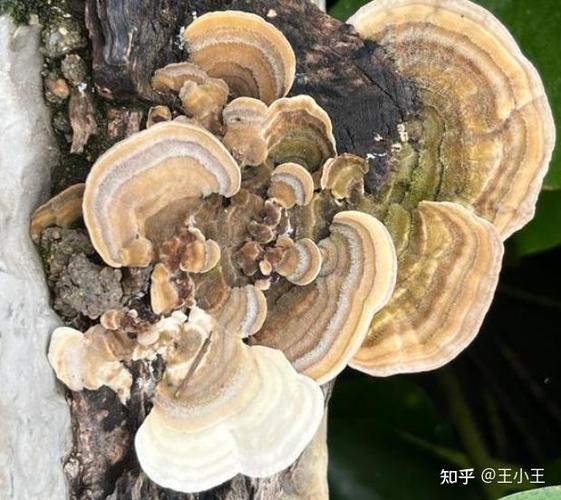 灵芝是蘑菇的一种吗