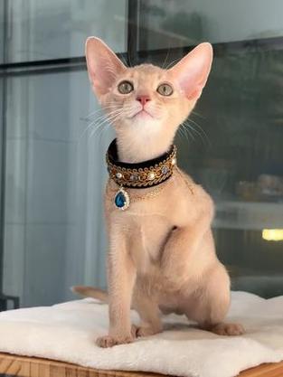 埃及艳后猫的品种截图