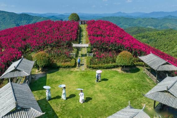 7月适合开花的花卉种类图标