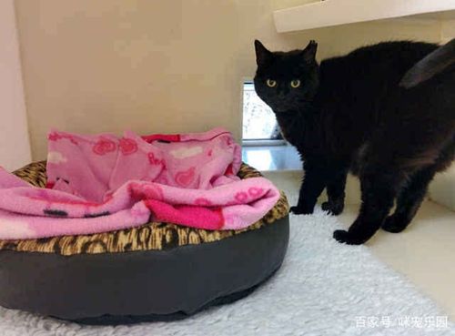 24小时上门回收宠物猫电话图标