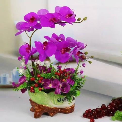 蝴蝶兰花盆景图片图标