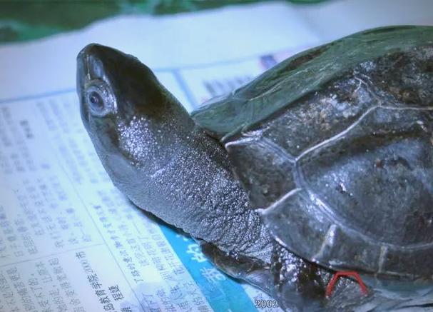 乌龟的特点怎么写图标