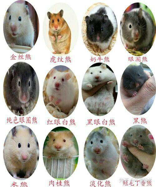 最亲人的仓鼠排名图标