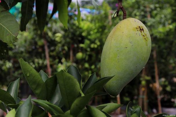 芒果树冬天怎么过冬图标