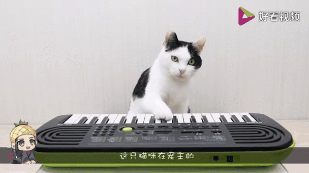 节奏猫咪视频图标
