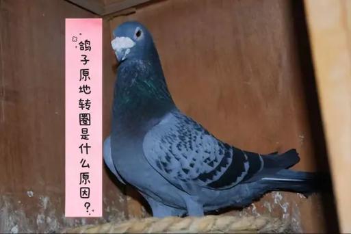鸽子转圈圈是怎么回事图标