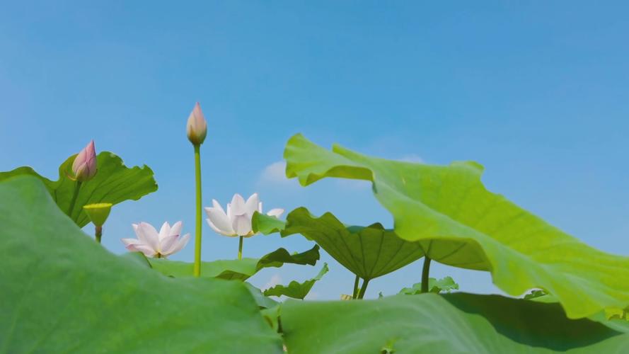 小说浓夏日长图标